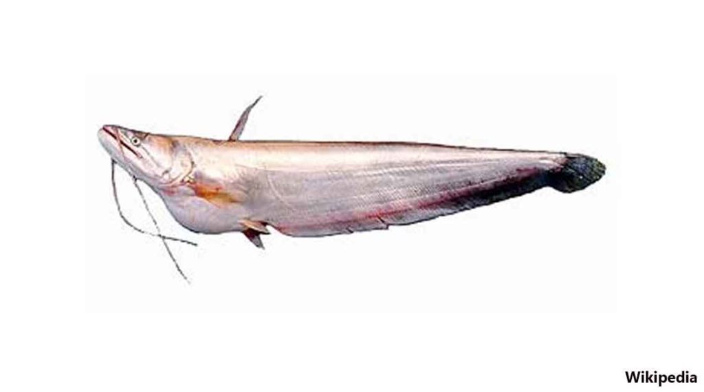 Sareng farming begins | Pothashang News