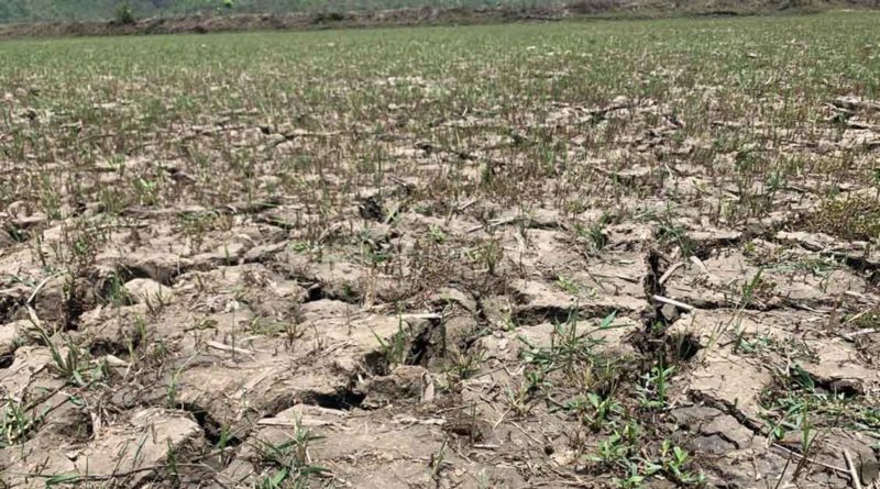 Plea to release drought relief assistance | Pothashang News